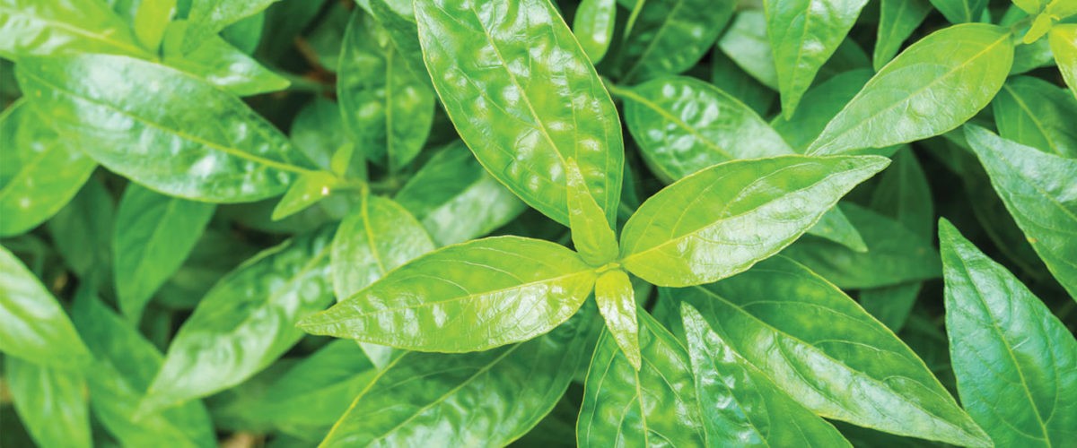 What You Need to Know About Andrographis - Live Naturally Magazine