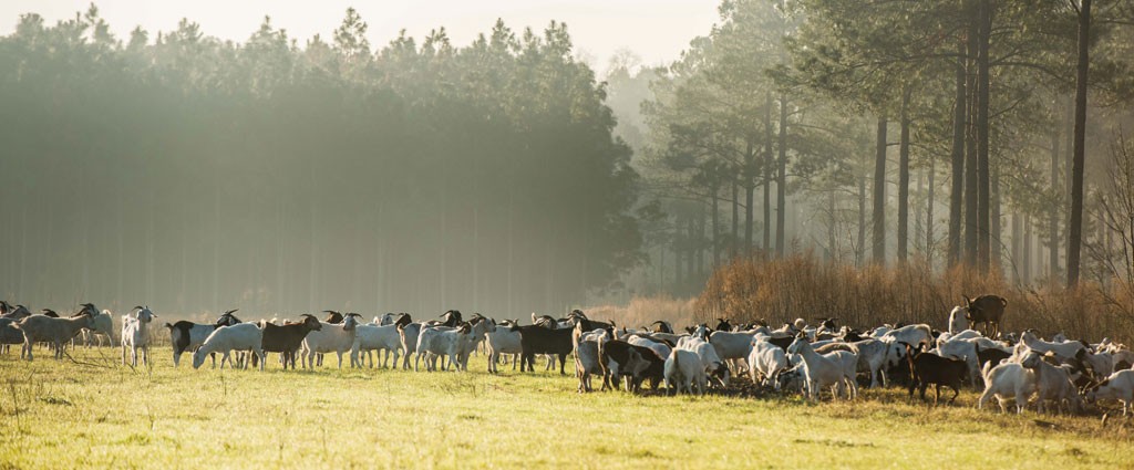 Field to Plate: A Q&A With the Farmers Who Grow Your Food - Live ...