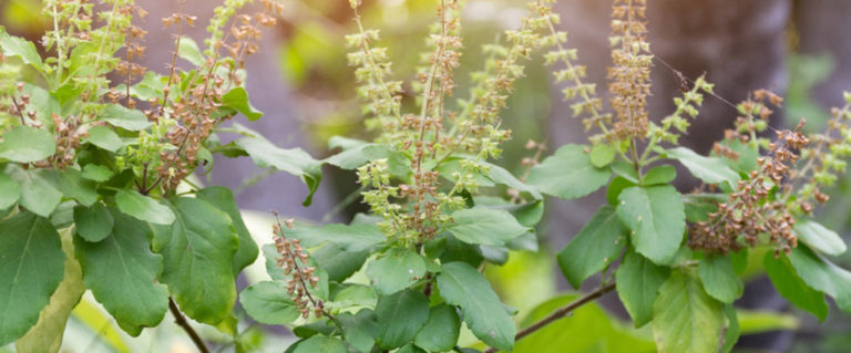 Holy Basil - Live Naturally Magazine